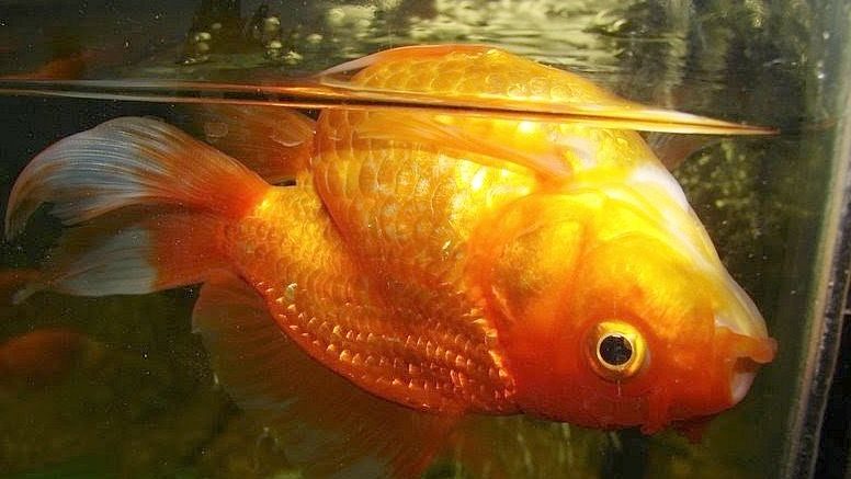 Fish Sick Upside Down